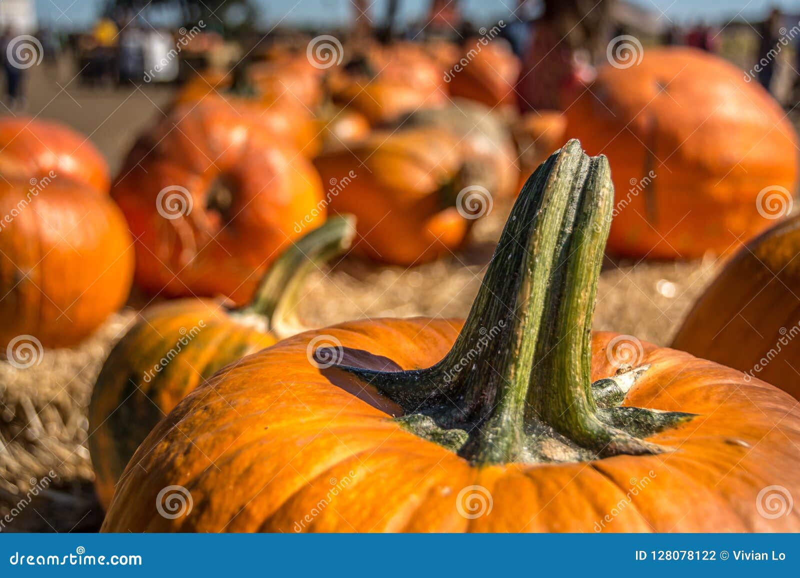 Group of Pumpkins in the Field Stock Photo - Image of pumpkin, food ...