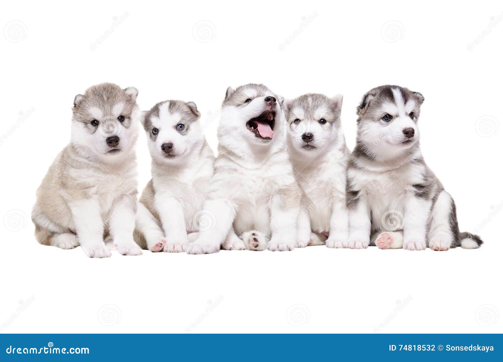 Group of Puppies Breed the Huskies Stock Photo - Image of alaskan ...