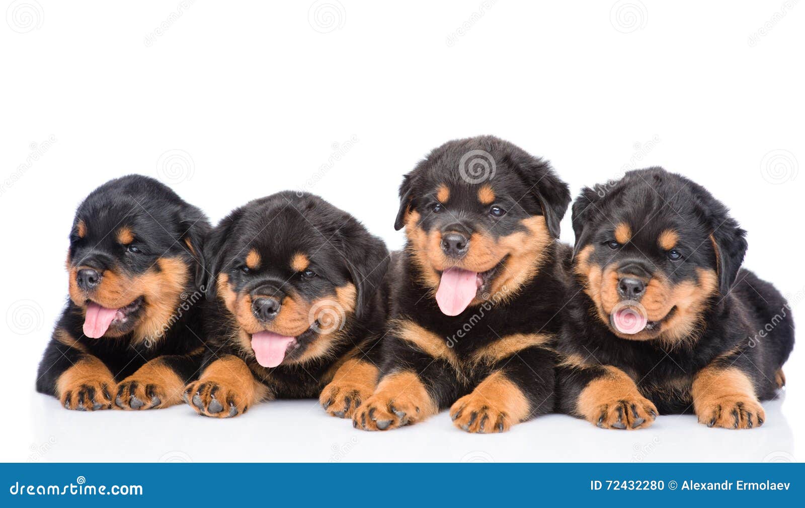 Group of Puppies Rottweiler Lying Together in Front View. Isolated ...