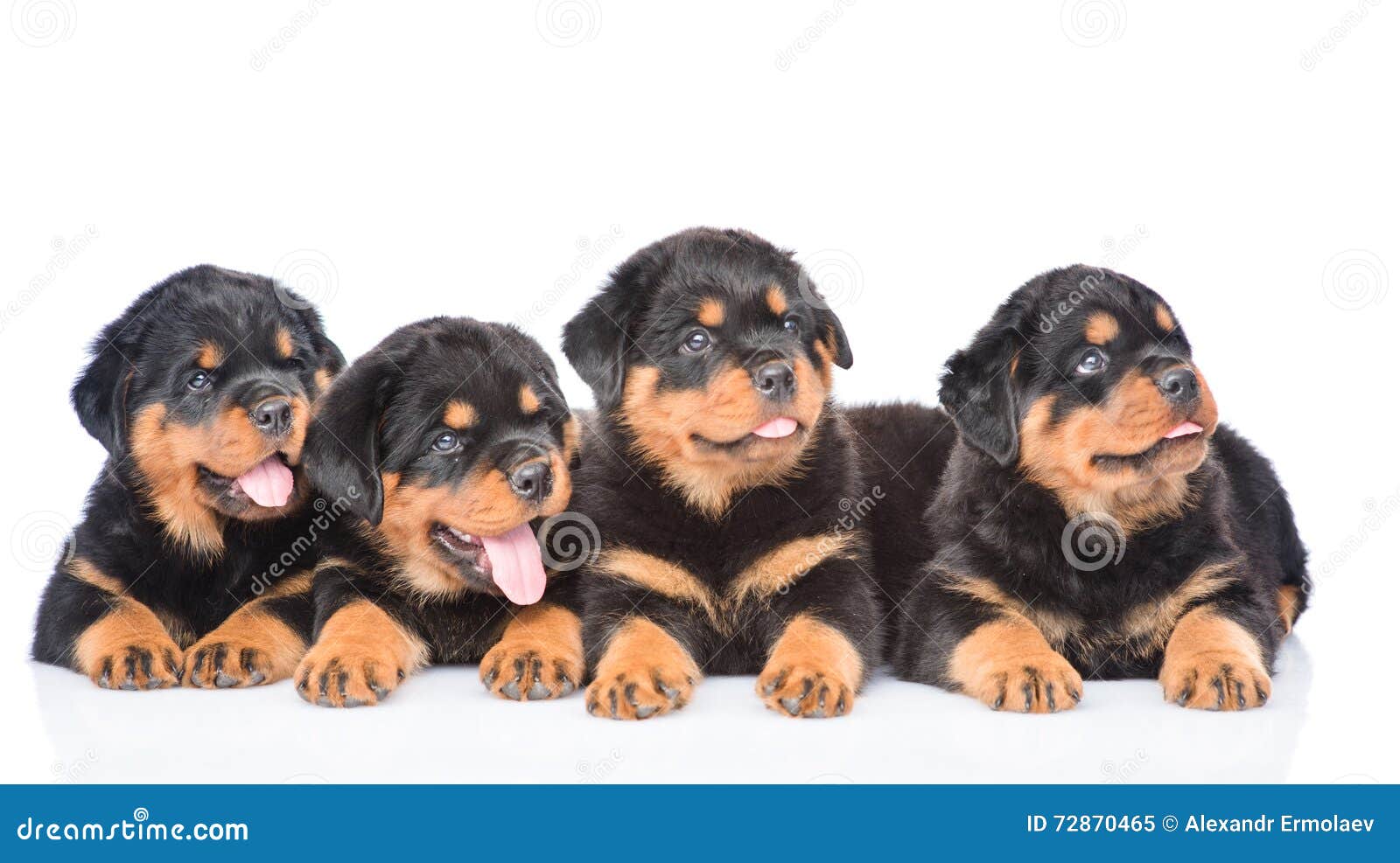 Group of Puppies Rottweiler Lying Together in Front View. Isolated ...