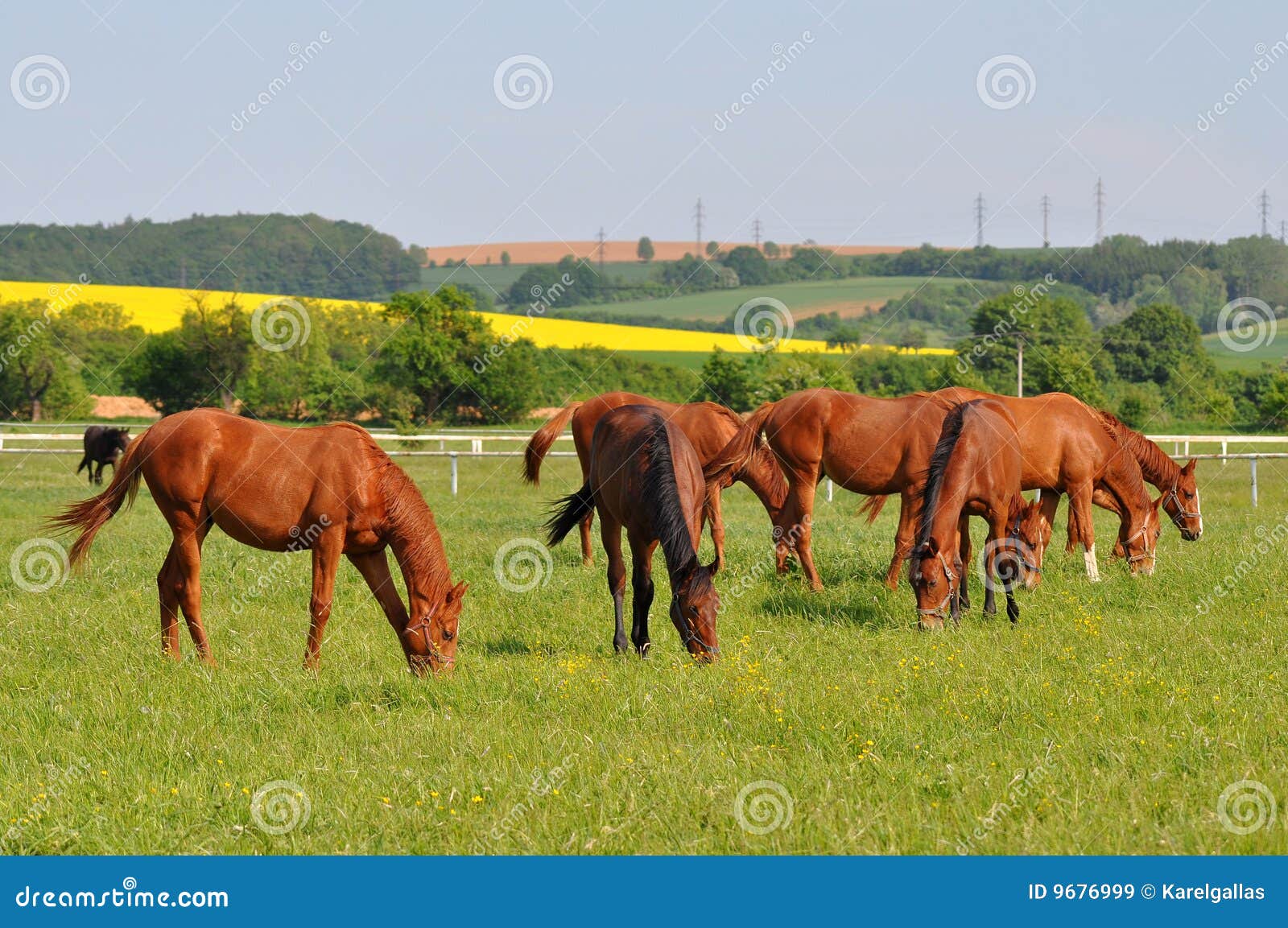 Group of purebred horses stock image. Image of enclosure - 9676999