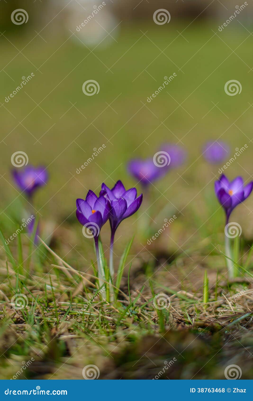 Group of purple crocus stock photo. Image of bright, seasonal - 38763468
