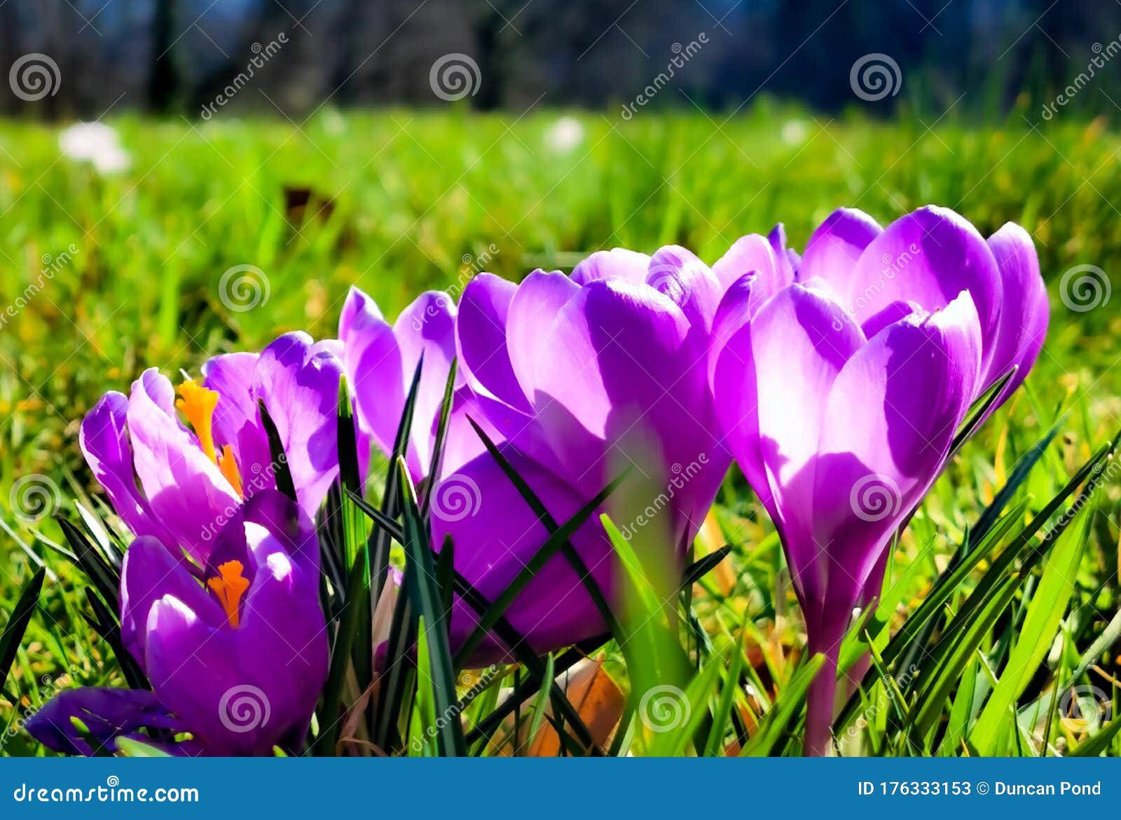 Group of purple crocuses stock image. Image of purple - 176333153