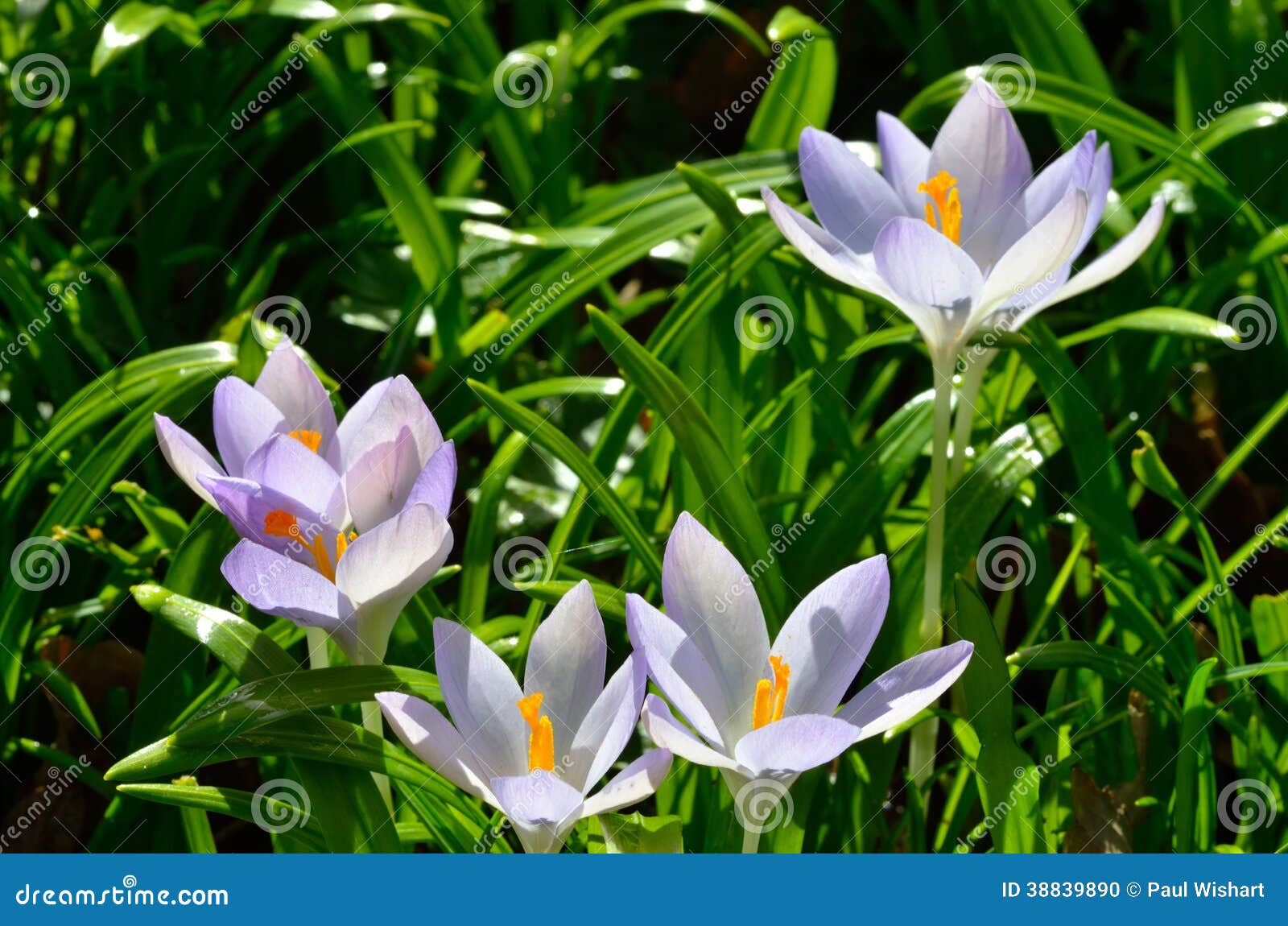 Group of purple crocuses stock photo. Image of blossom - 38839890