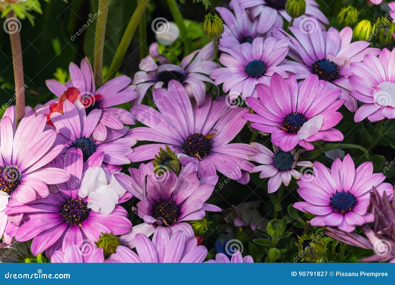 Group of purple flower stock image. Image of color, dahlia - 90791827