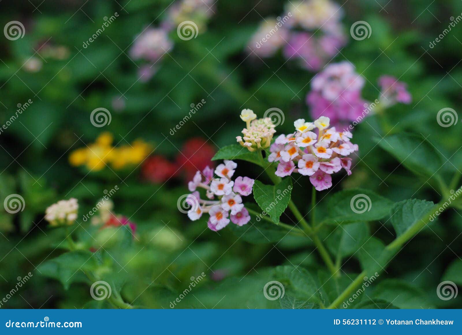 The group of purple flower stock photo. Image of blooming - 56231112