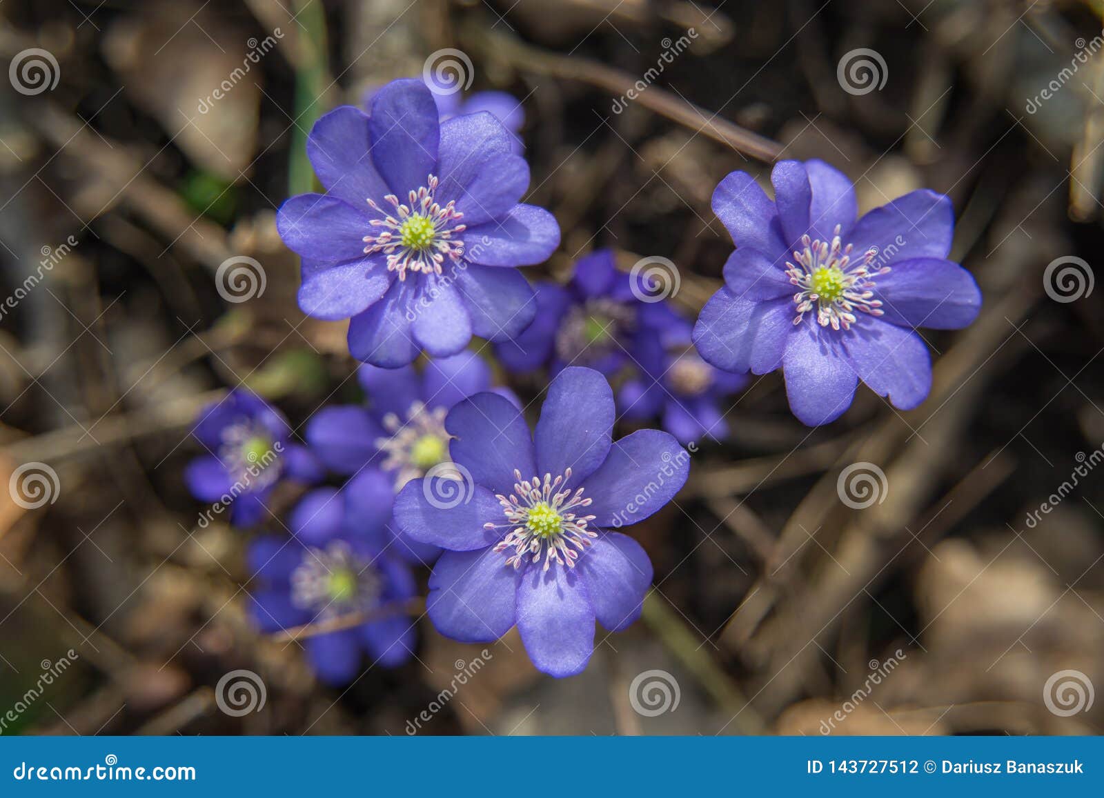Group of Purple Liverleaf Flowers - Closeup Stock Photo - Image of ...