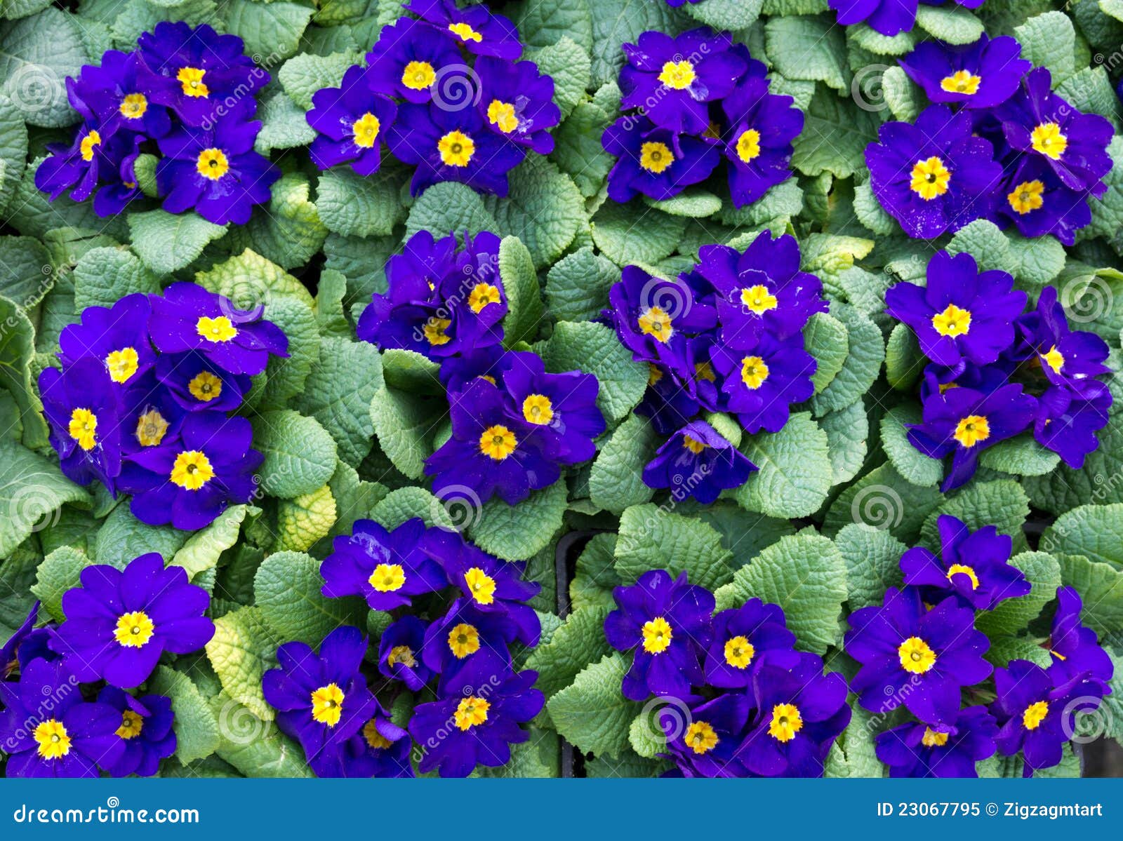 Group of Purple Primroses in Bloom Stock Image - Image of springtime ...