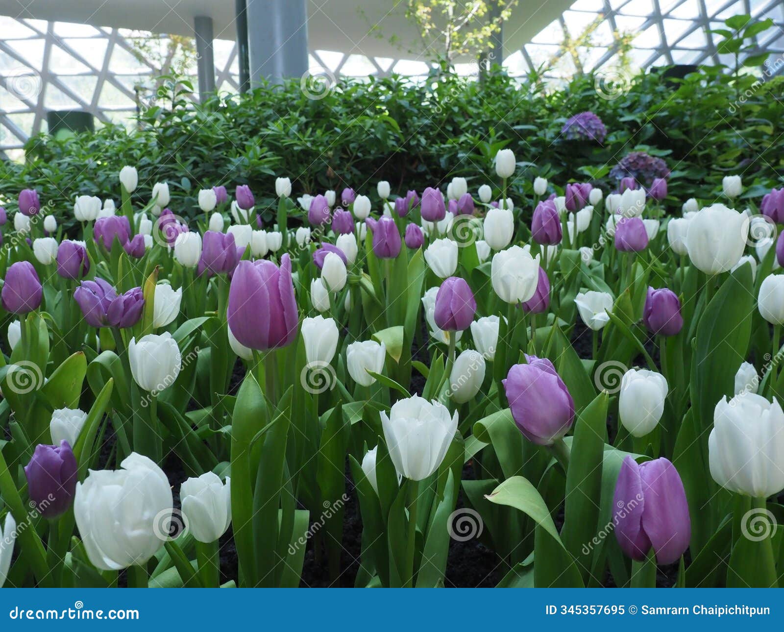 Group of Purple and White Tulip in Building Stock Image - Image of ...