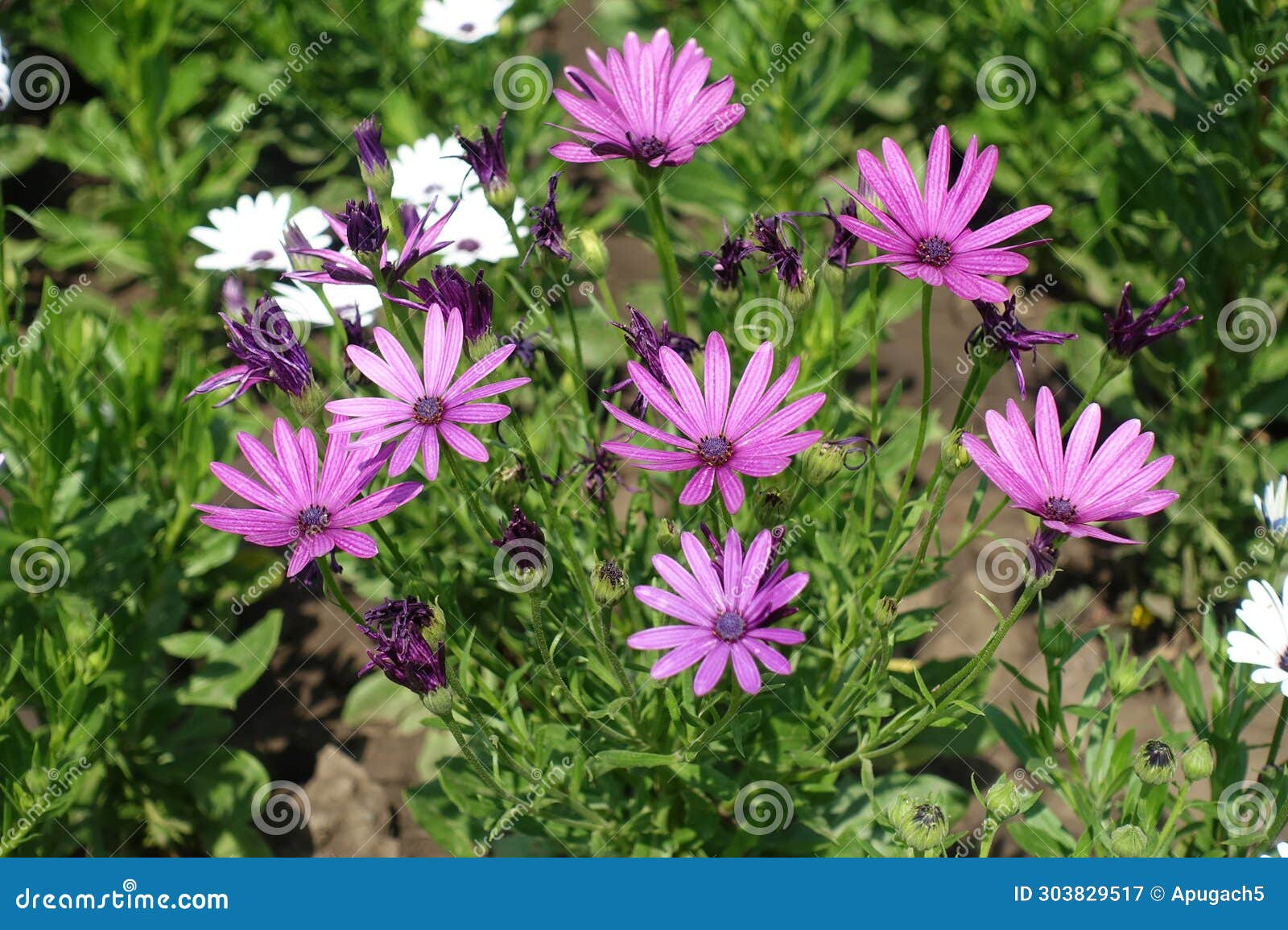 Group of Purplish Pink Flowers of African Daisy Stock Image - Image of ...