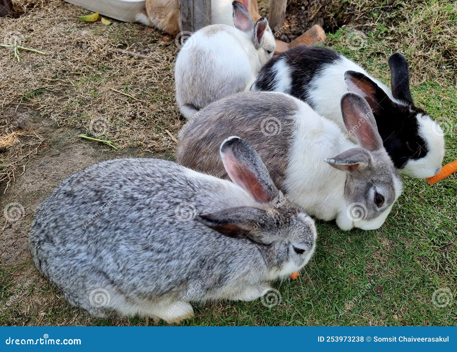 Group of Rabbit stock photo. Image of garden, background - 253973238