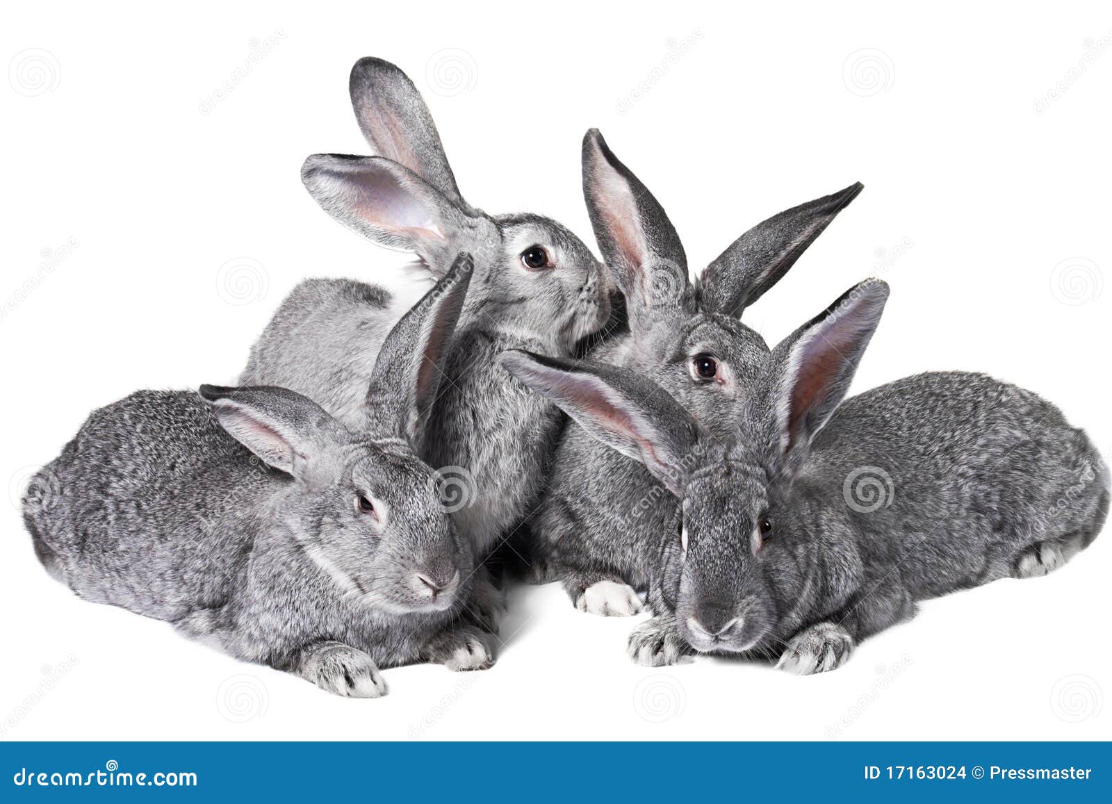 Group of rabbits stock photo. Image of nature, grey, lying - 17163024