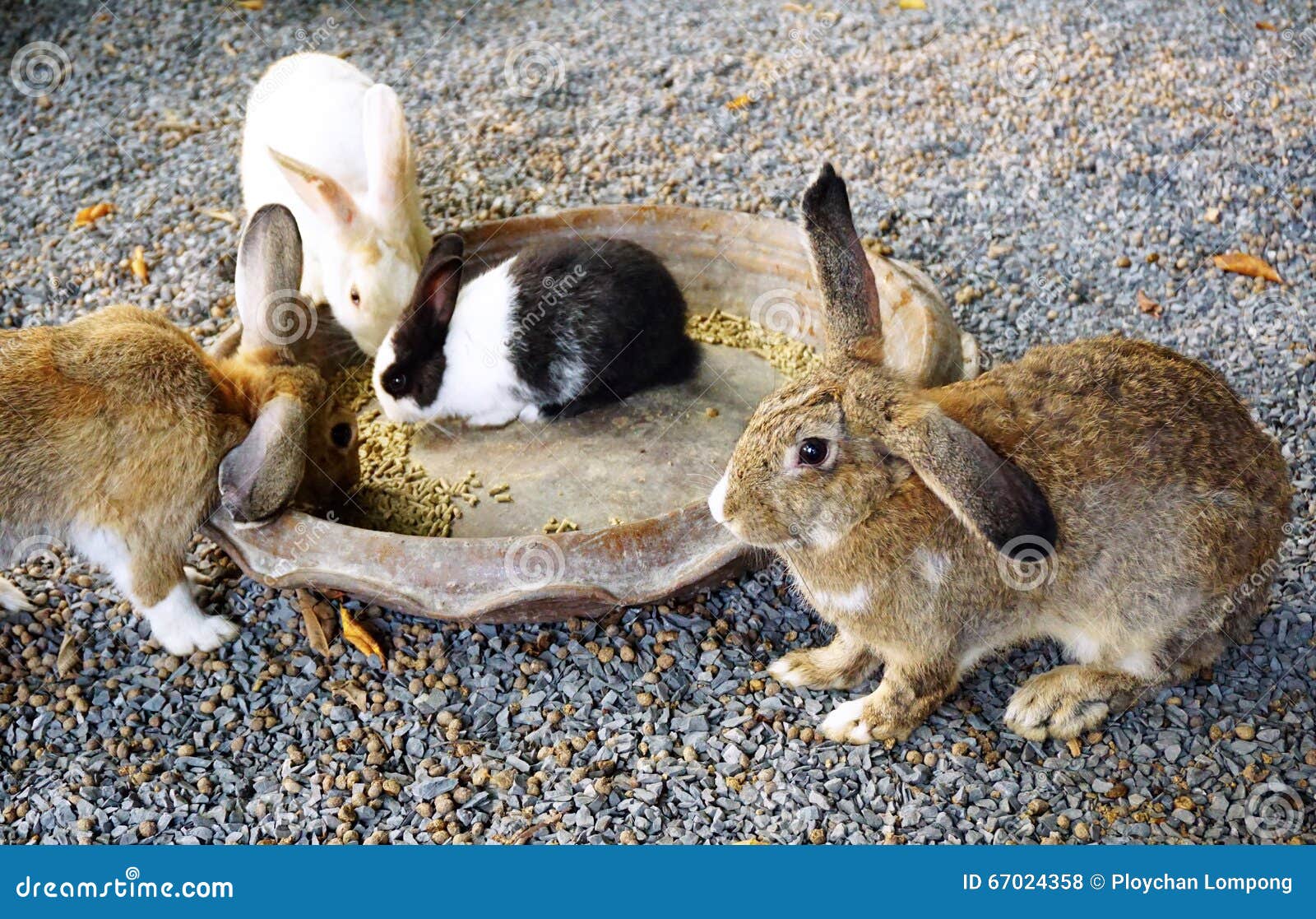 Group of Rabbits Eating Food Stock Photo - Image of animal, green: 67024358