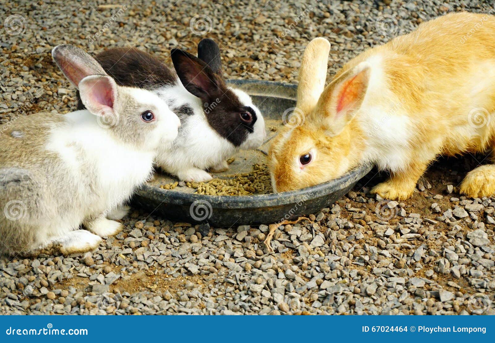 Group of Rabbits Eating Food Stock Photo - Image of ears, long: 67024464