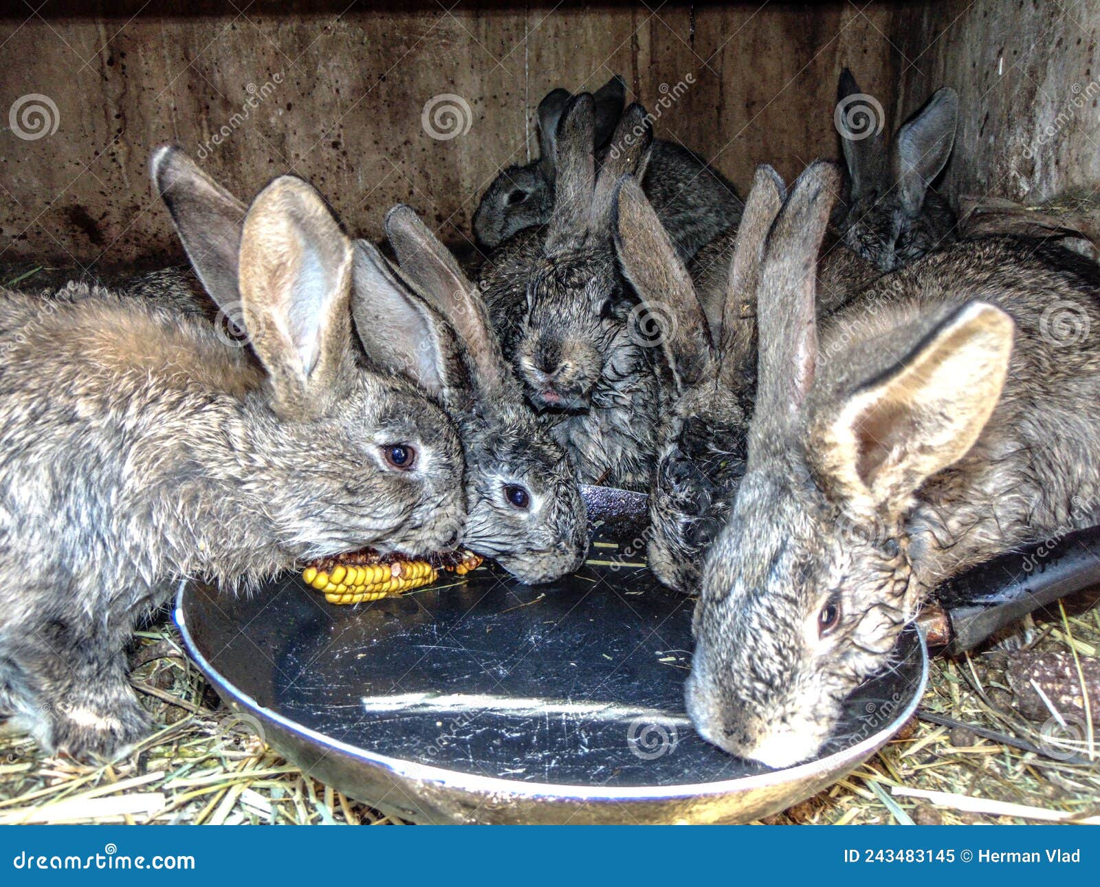Group of Rabbits at Farm in Romania Stock Image - Image of group ...