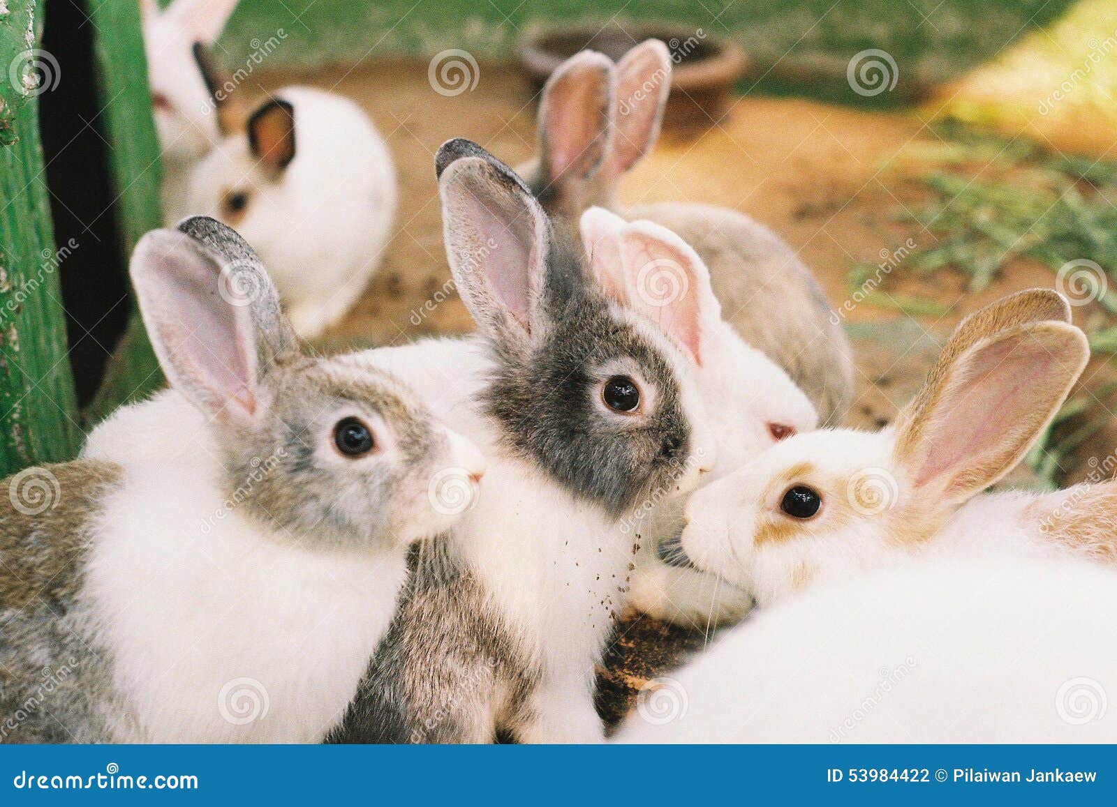 Group of rabbits in fram. stock photo. Image of chawak - 53984422