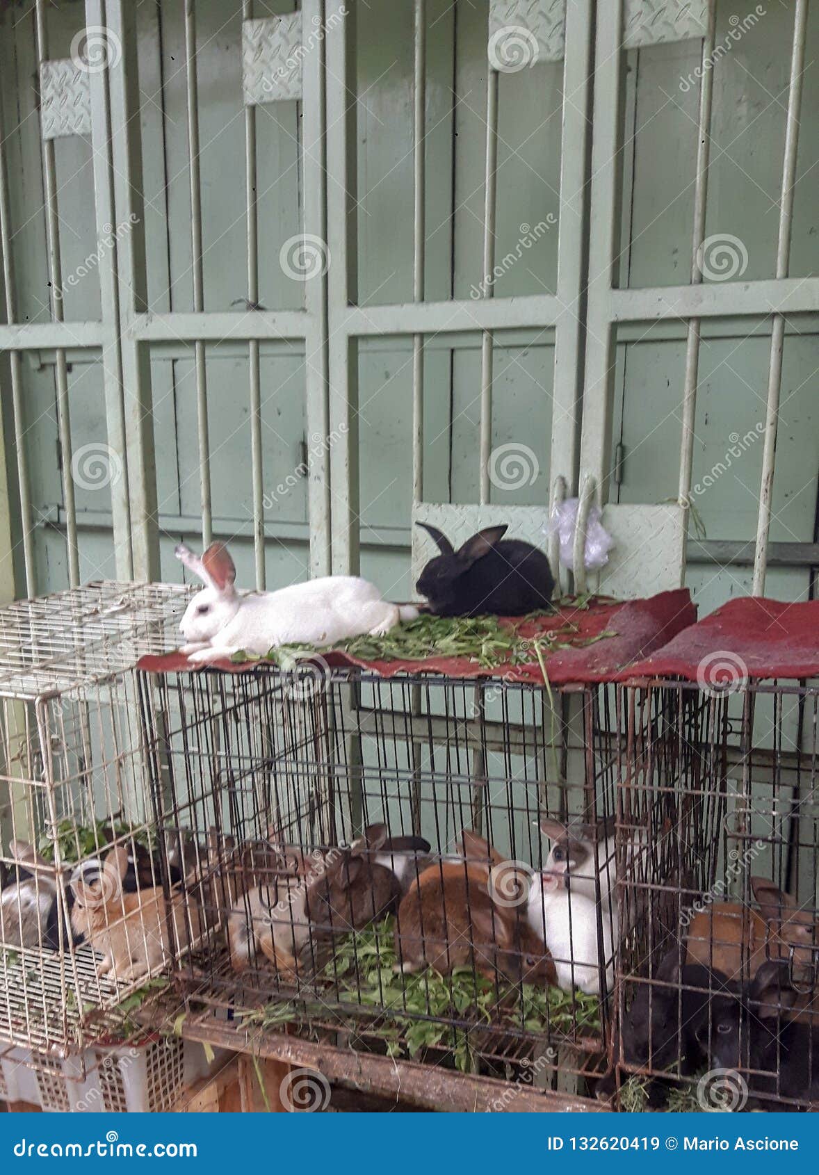 A group of rabbits. stock image. Image of natural, farm - 132620419
