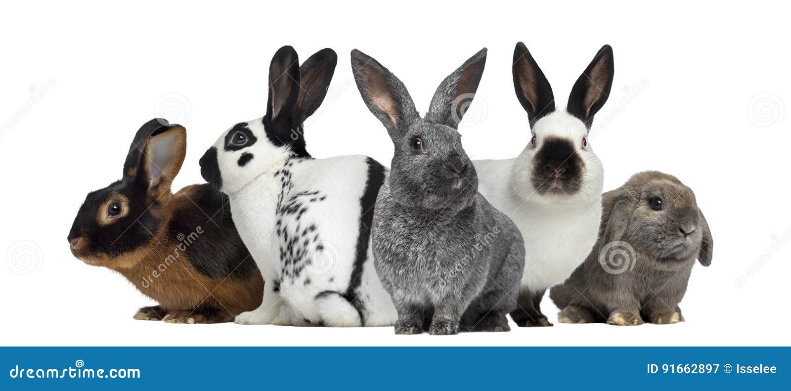 Group of rabbits, isolated stock image. Image of farm - 91662897
