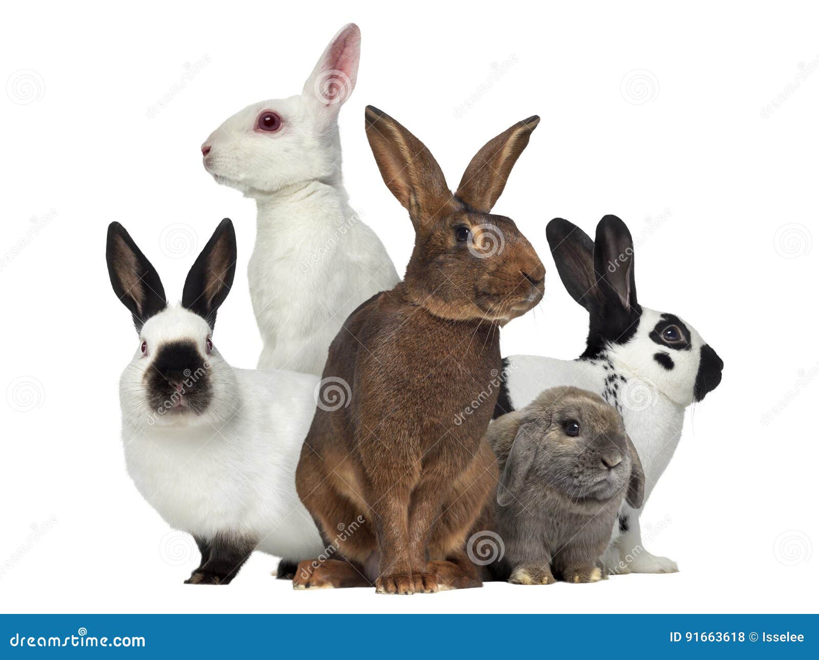 Group of rabbits, isolated stock photo. Image of rabbit - 91663618