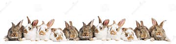Group of rabbits in a row stock image. Image of brown - 16904315