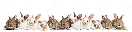 Group of rabbits in a row stock image. Image of brown - 16904315