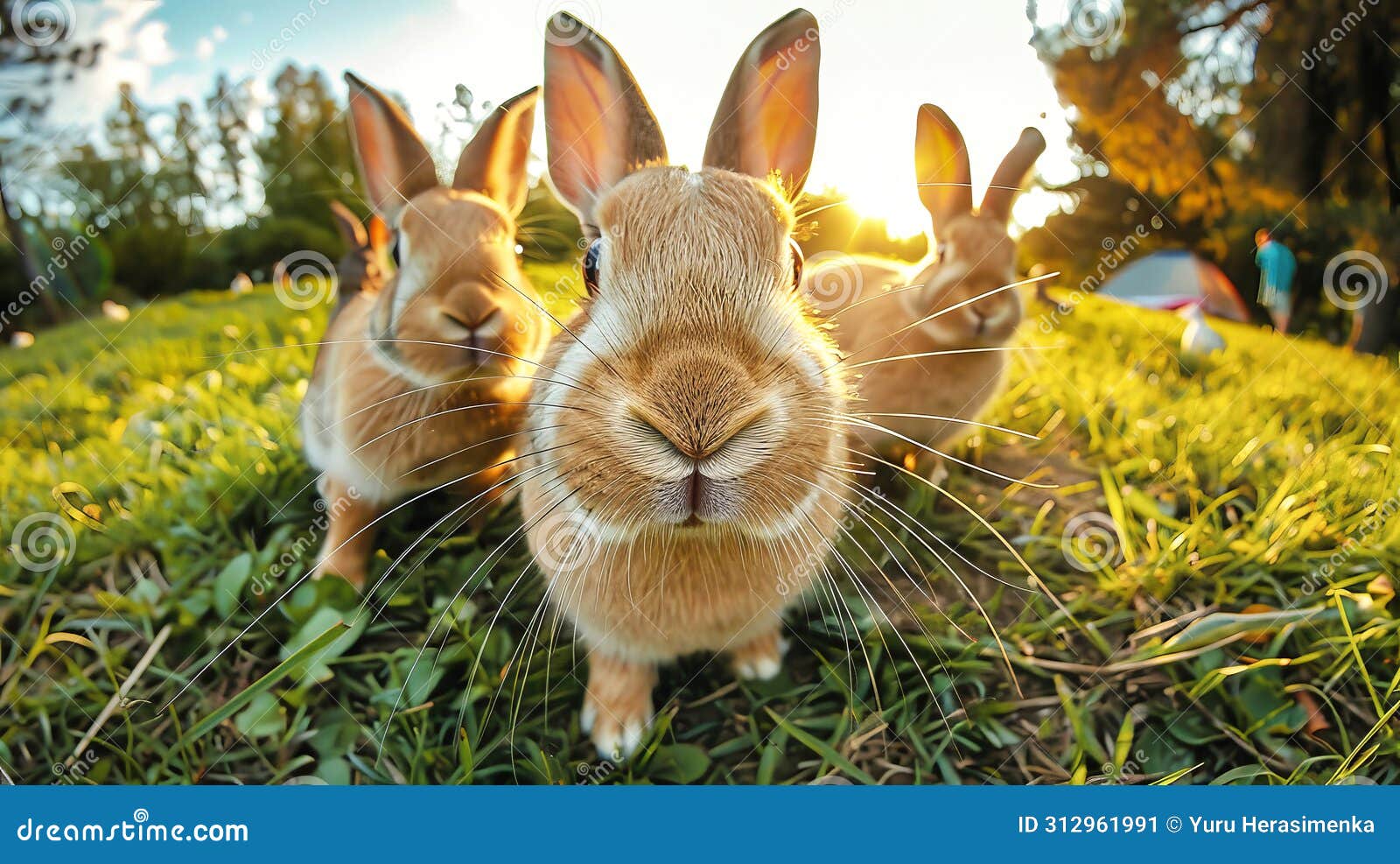 A Group of Rabbits Standing Closely Next To Each Other in a Field Stock ...