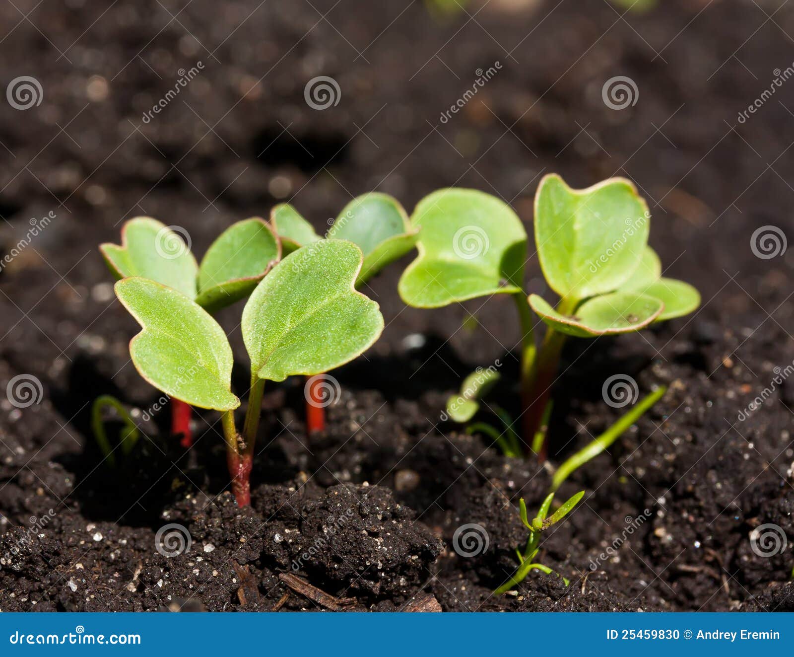 Group of radish sprouts stock photo. Image of healthy - 25459830