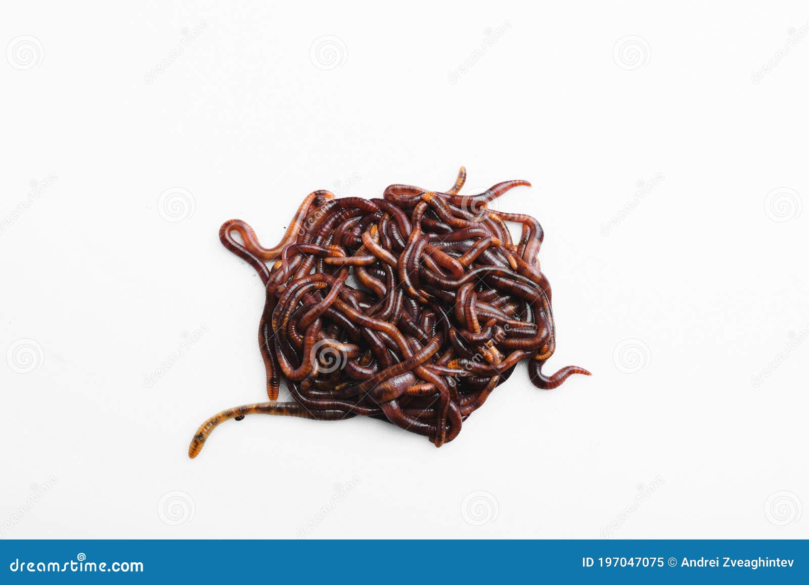 Group of Rainworms on White Stock Image - Image of shot, close: 197047075