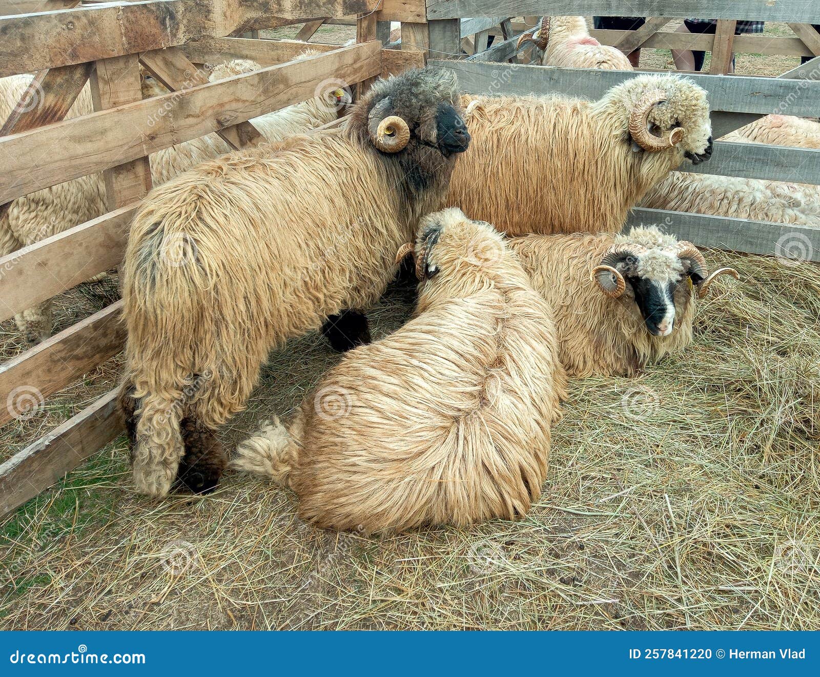Group of rams in Romania stock photo. Image of nature - 257841220