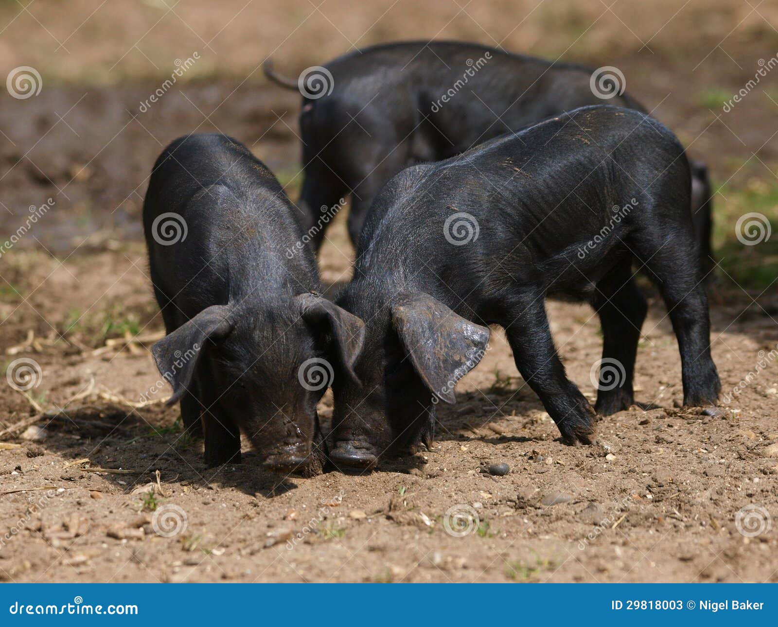 Baby Pigs stock image. Image of black, piglet, dirt, outdoors - 29818003