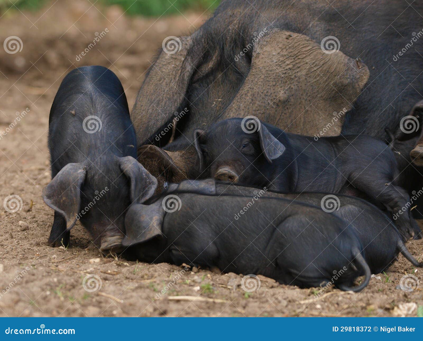 Baby Pigs stock photo. Image of laying, baby, outdoors - 29818372
