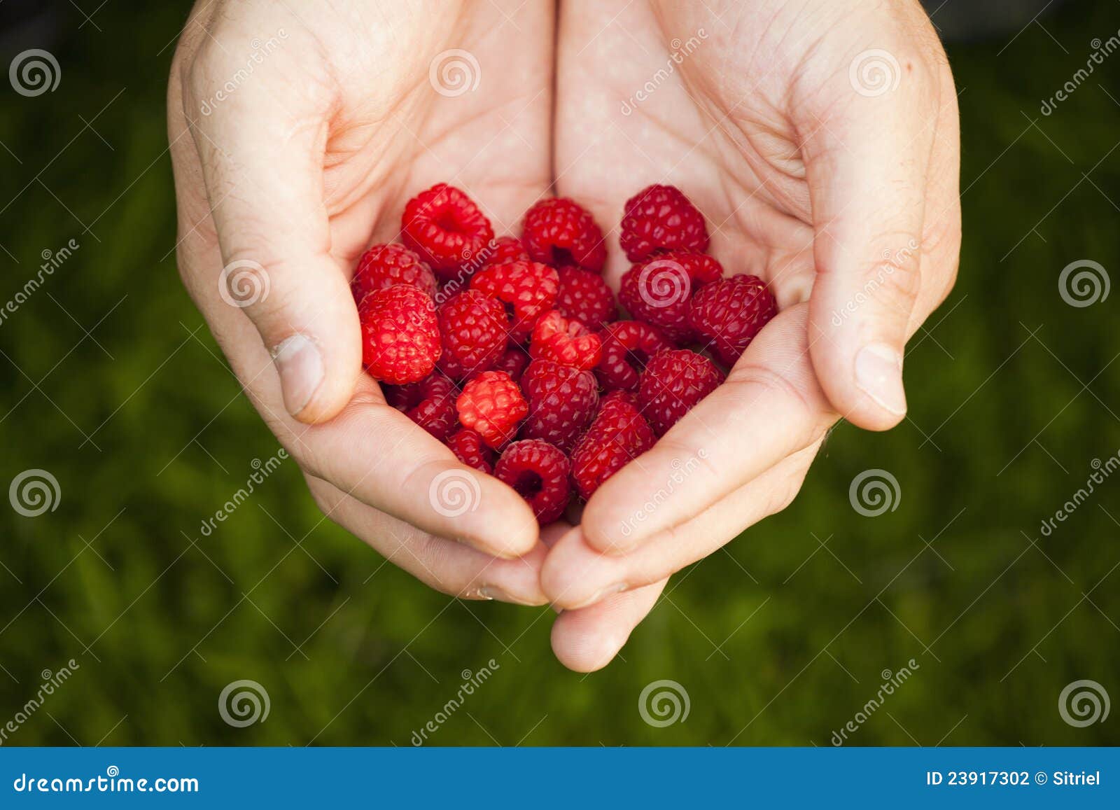 Group of raspberries stock photo. Image of fruit, food - 23917302
