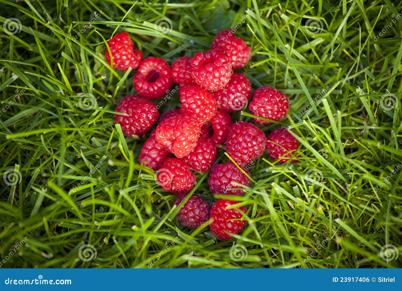 Group of raspberries stock photo. Image of plant, vitamin - 23917406