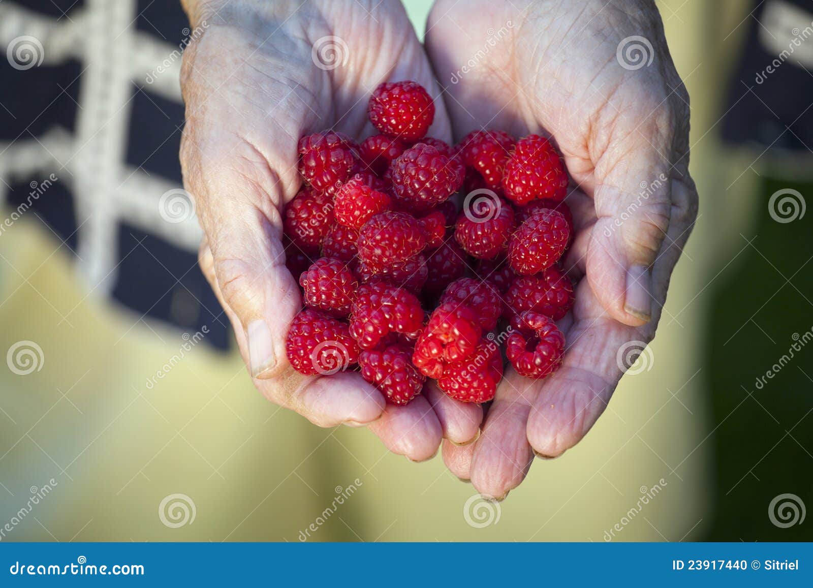 Group of raspberries stock photo. Image of healthy, farmer - 23917440