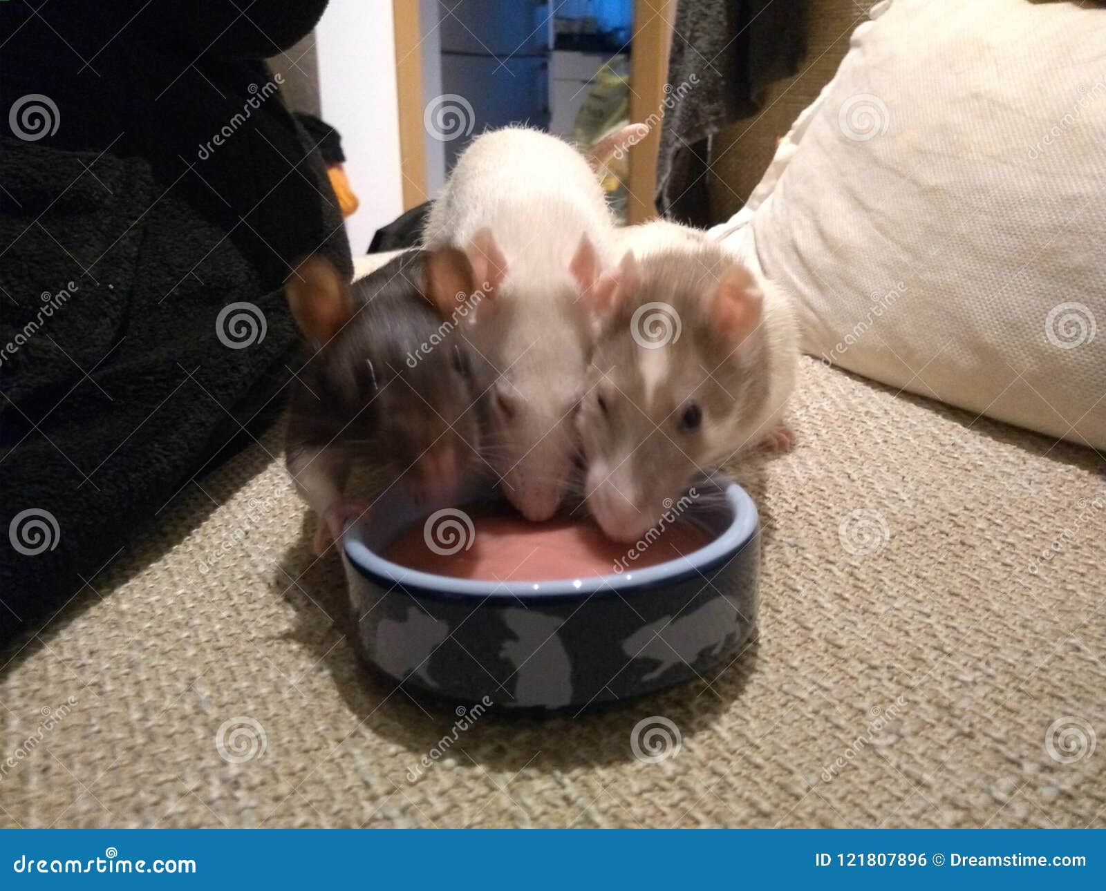 Group of rats stock photo. Image of animal, black, rats - 121807896