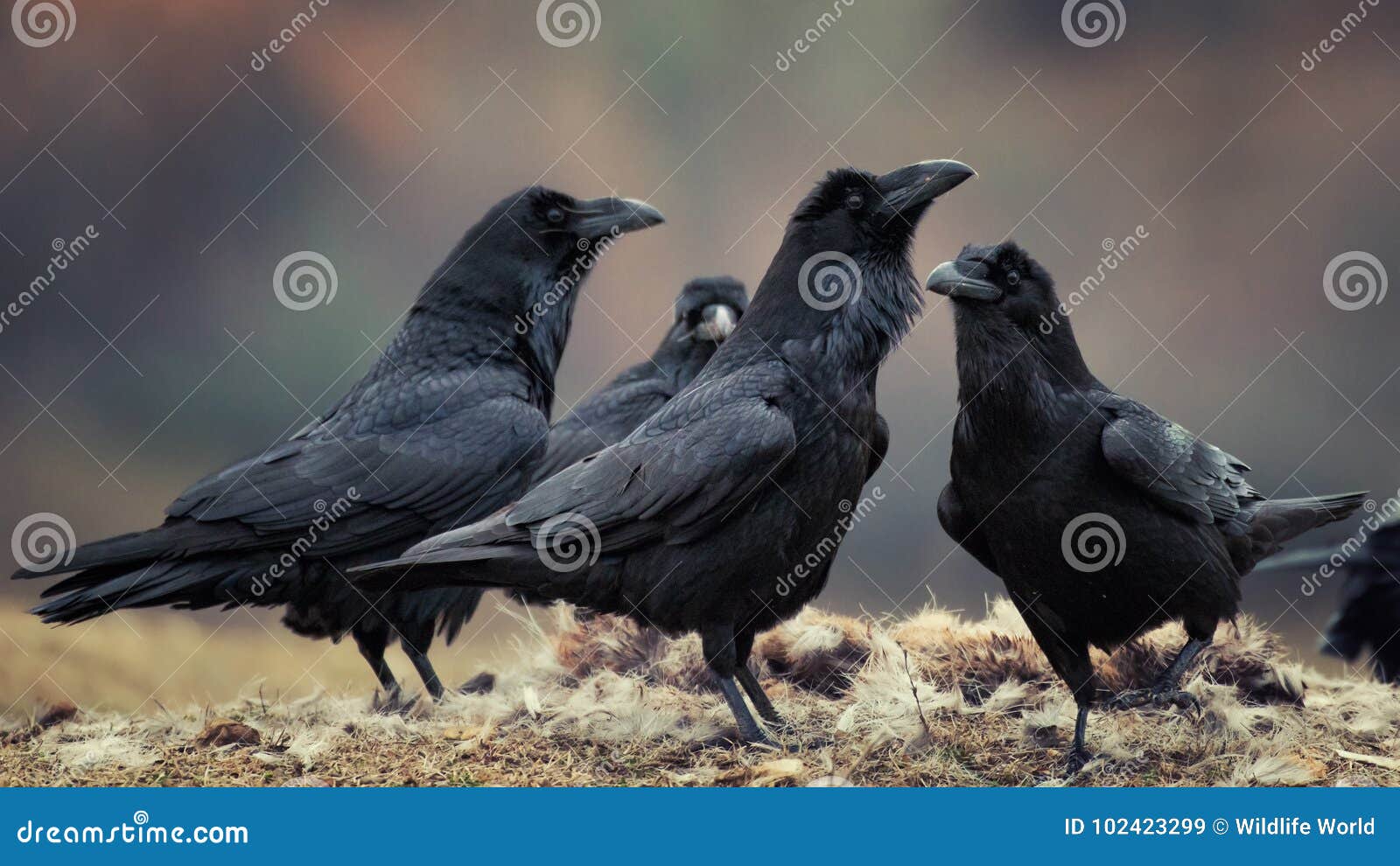 A Group of Ravens Stands on the Ground Stock Image - Image of portrait ...