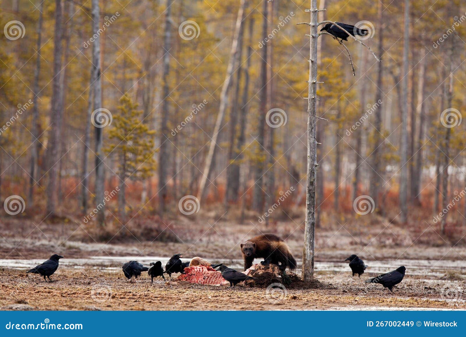 Group of Ravens and a Wolverine Eating a Dead Animal in the Forest ...
