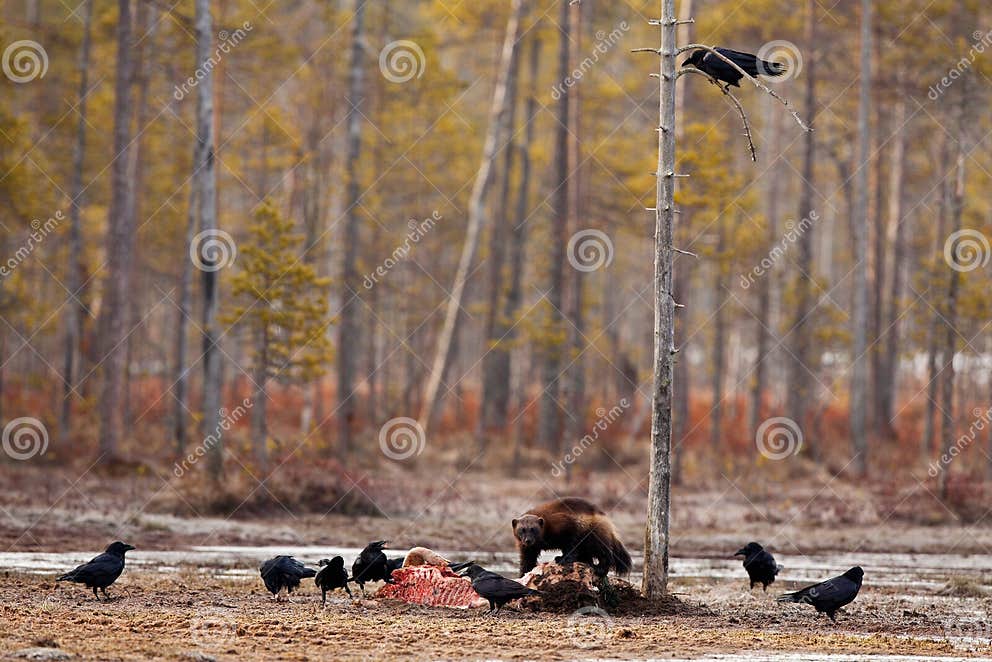 Group of Ravens and a Wolverine Eating a Dead Animal in the Forest ...