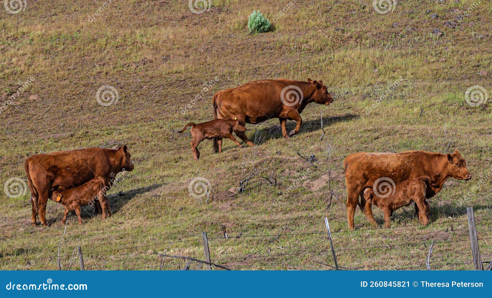 Red Angus cows and calves stock image. Image of calves - 260845821