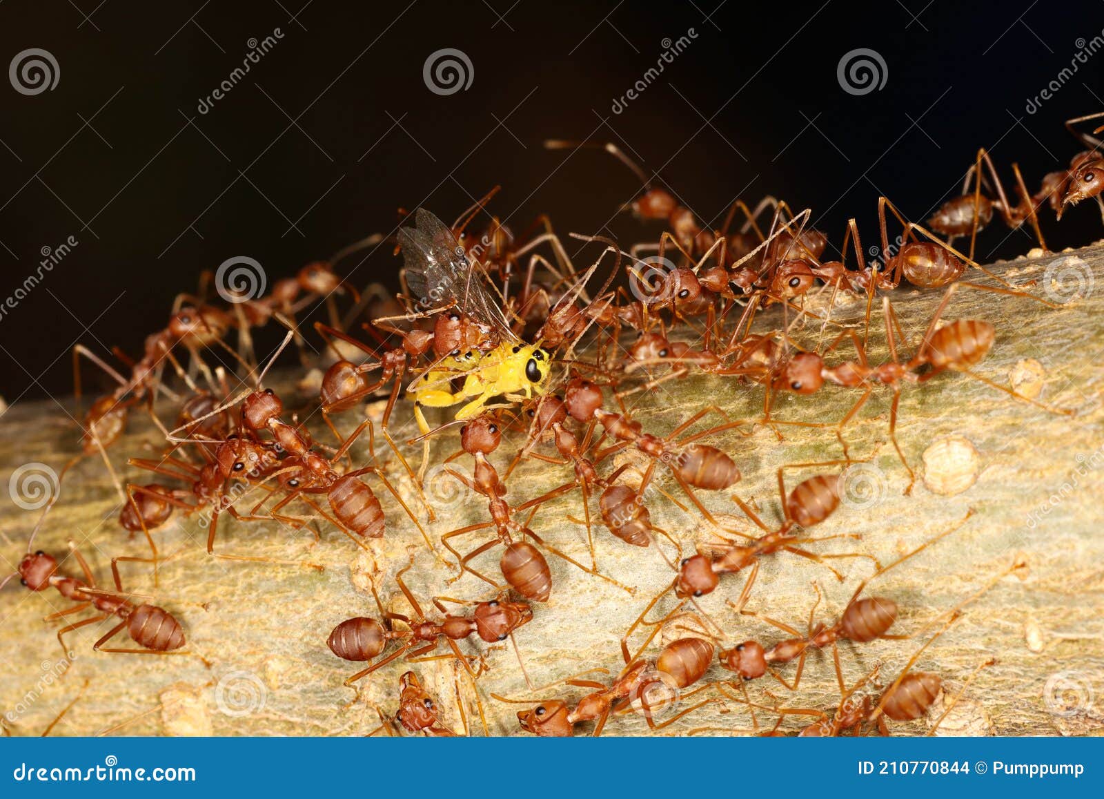 Group Red Ant Attack Yellow Warp on Tree in Nature Stock Photo - Image ...