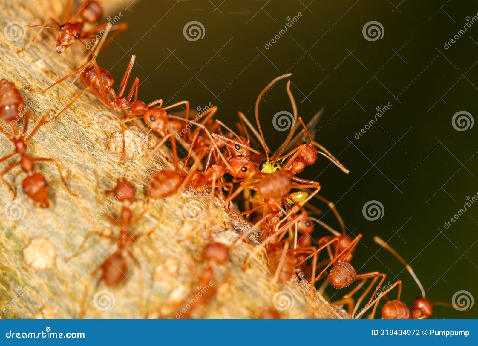 Group Red Ant Attack Yellow Warp on Tree in Nature Stock Photo - Image ...