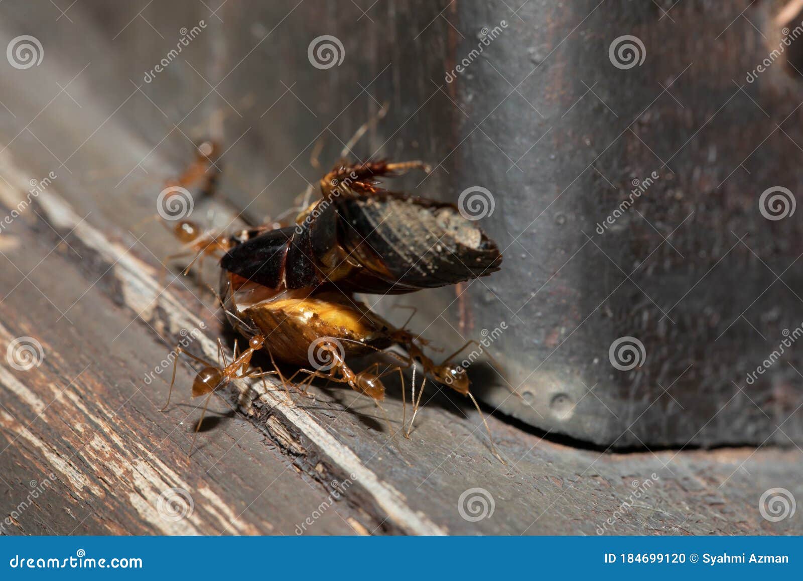 A Group of Red Ant Carrying a Dead Bug Stock Photo - Image of work ...