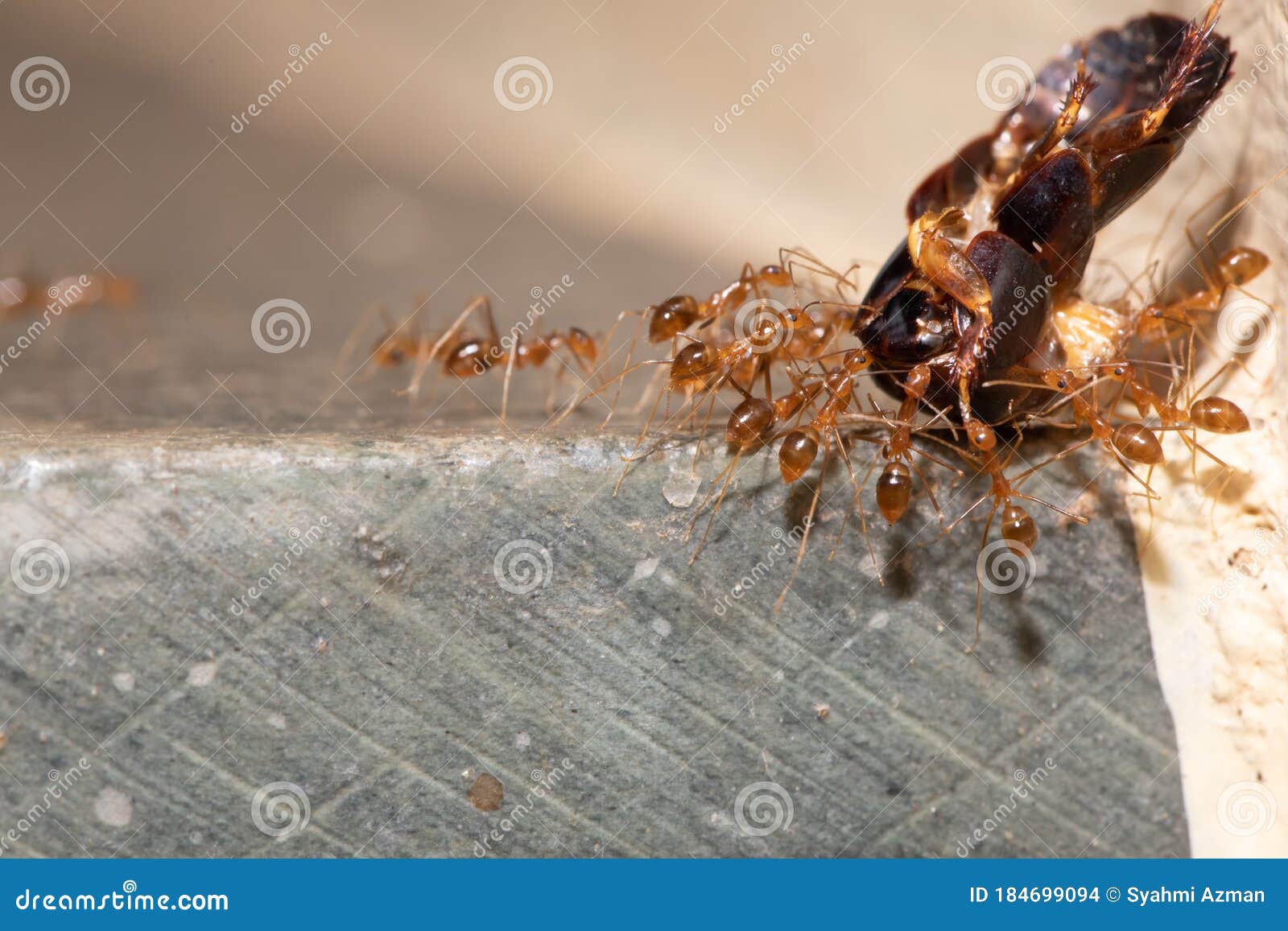 Inseca Group Stock Photos - Free & Royalty-Free Stock Photos from ...