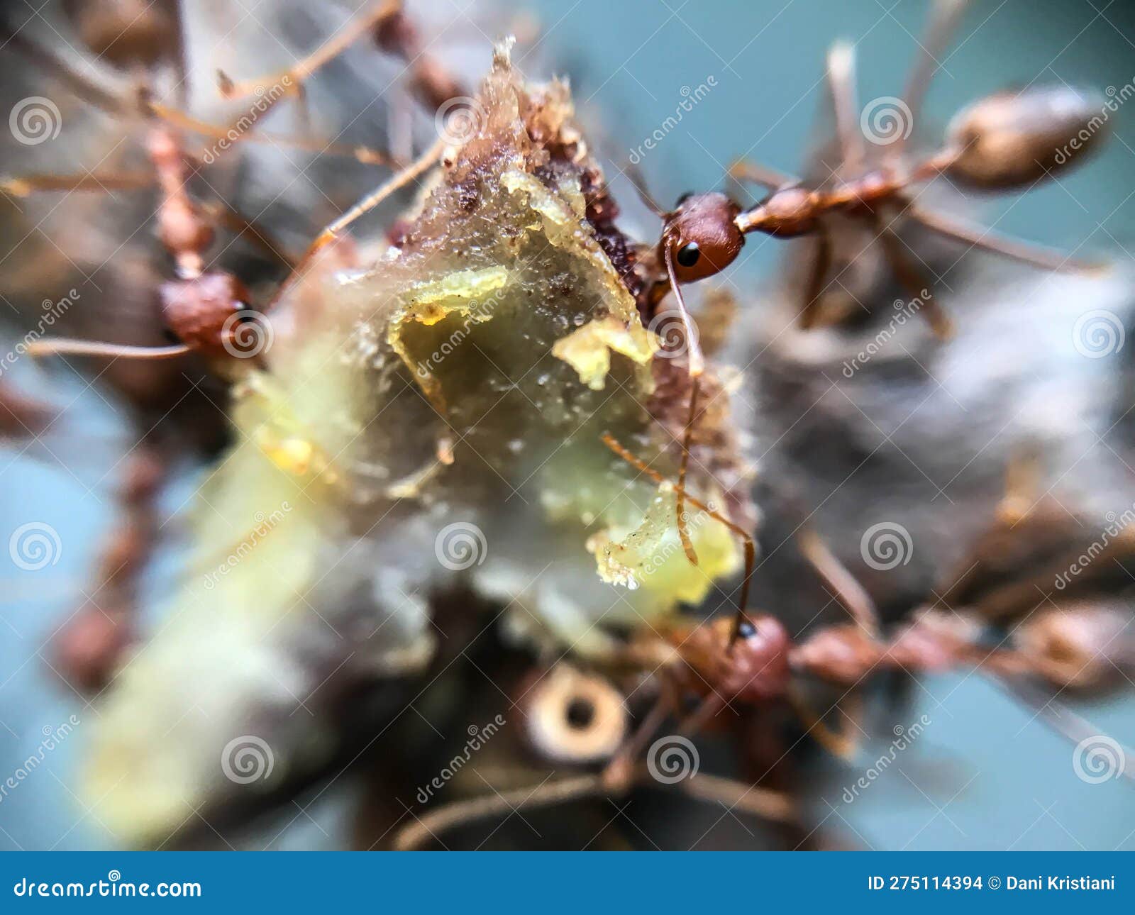 Group of Red Ant Carrying Food on Branch Tree Stock Photo - Image of ...