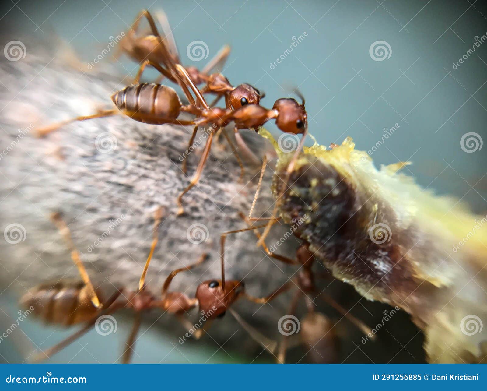 Group of Red Ant Carrying Food on Branch Tree Stock Image - Image of ...