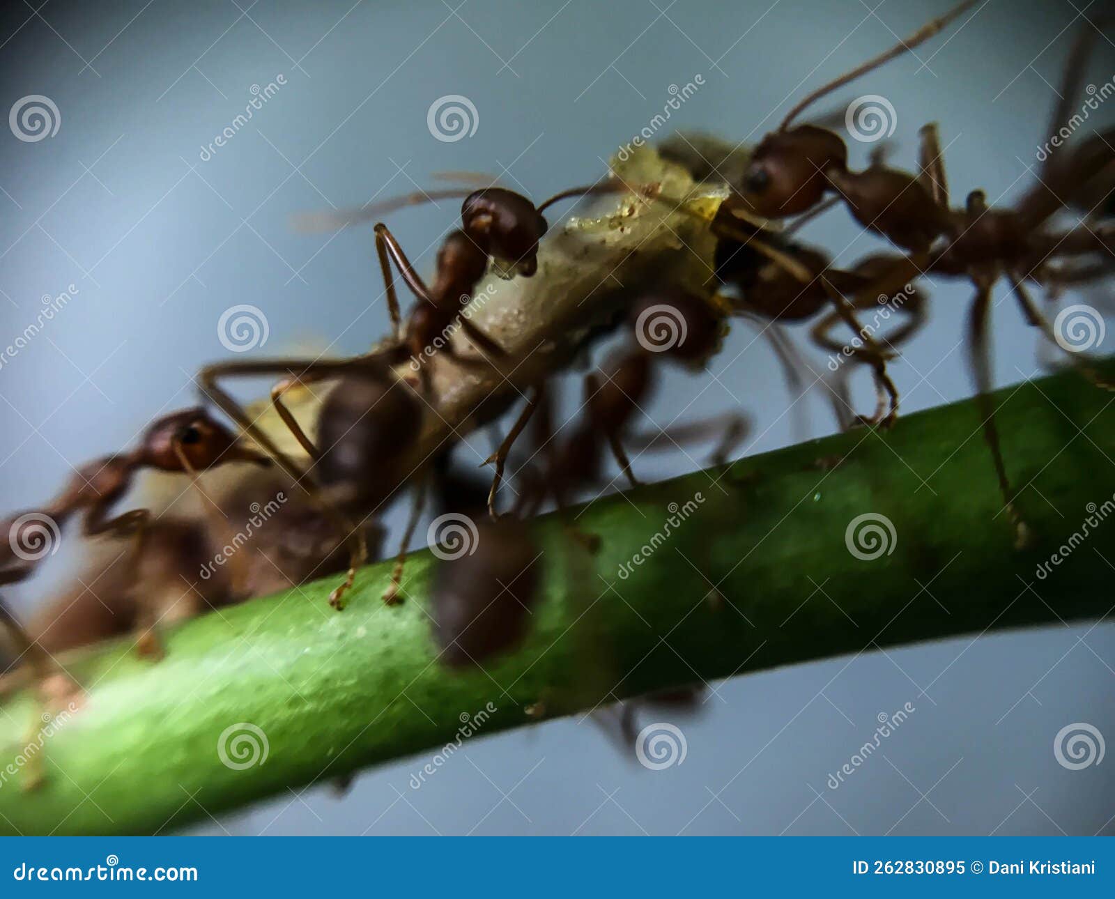 Group of Red Ant Carrying Food on Branch Tree Stock Image - Image of ...