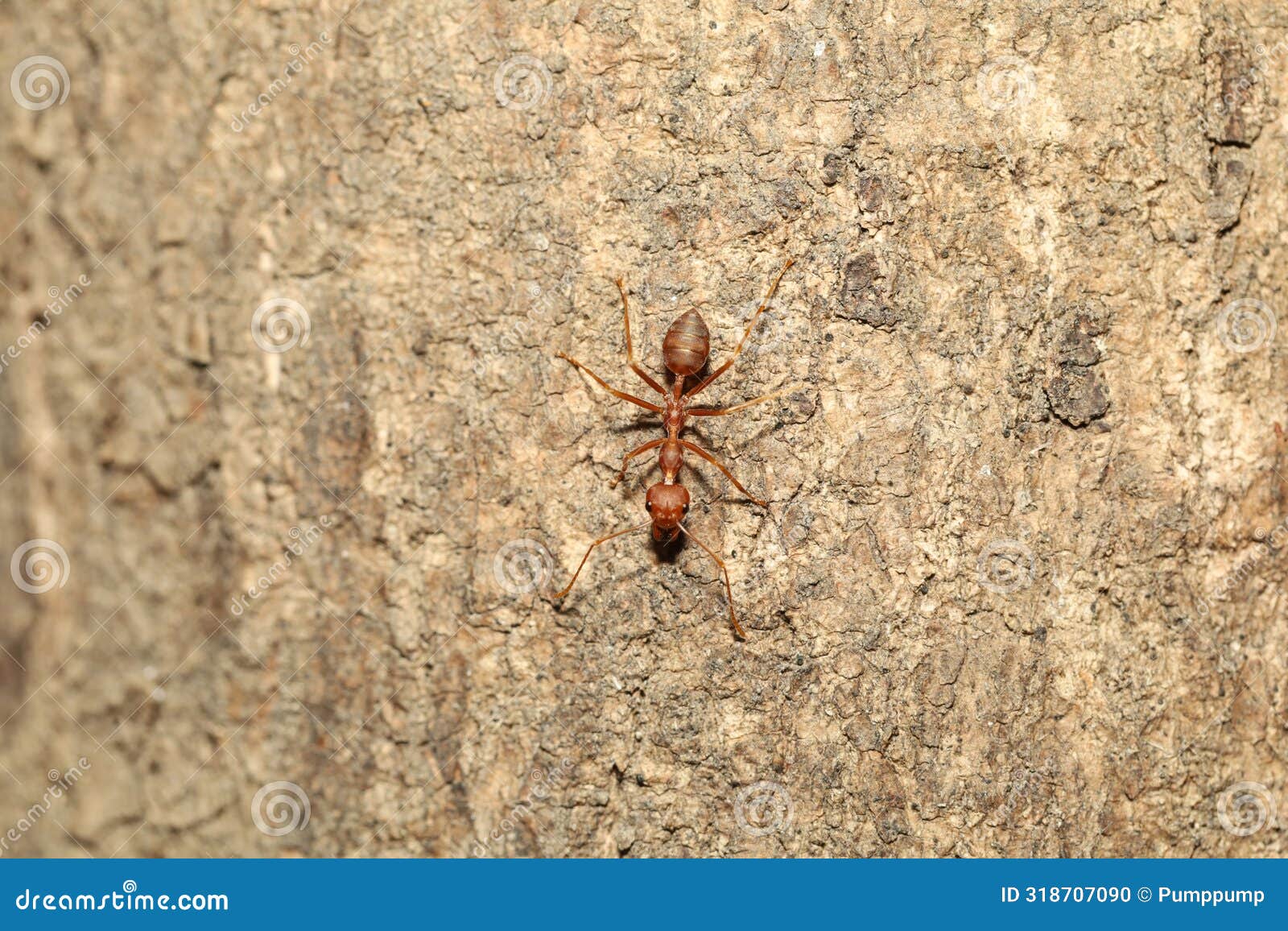 Group Red Ant on Dry Stick and Work Group Stock Photo - Image of wild ...