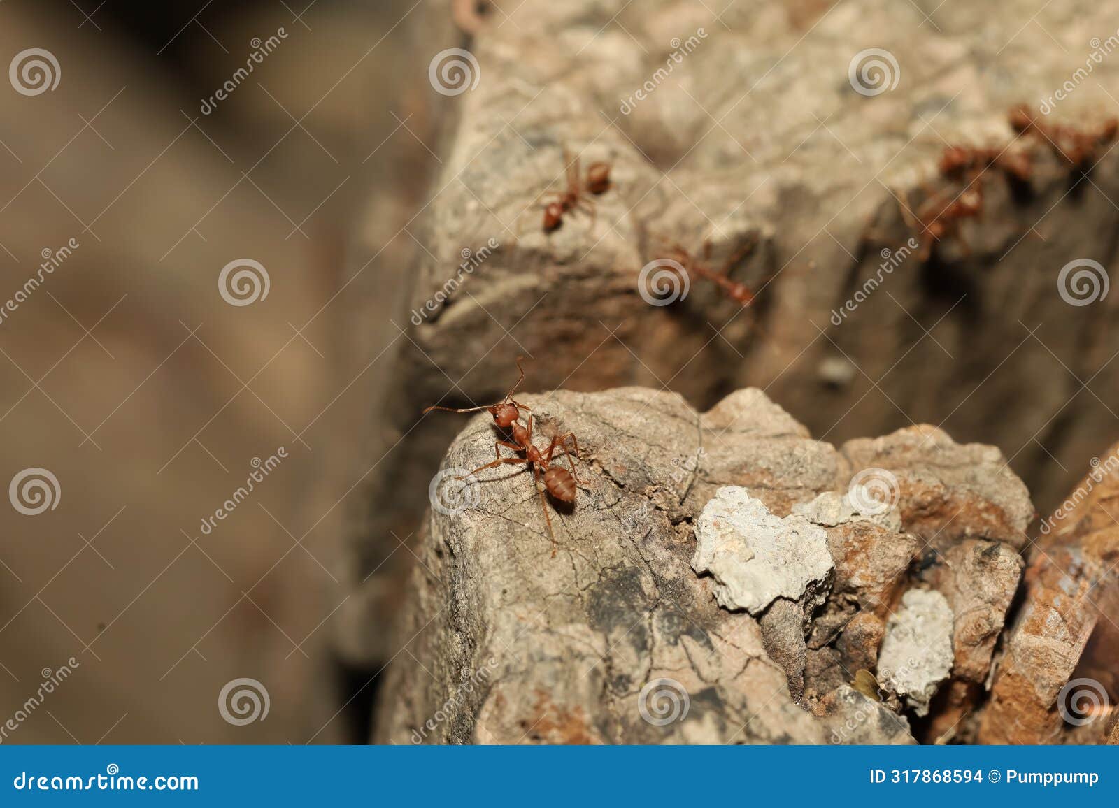 Group Red Ant on Dry Stick and Work Group Stock Photo - Image of ...