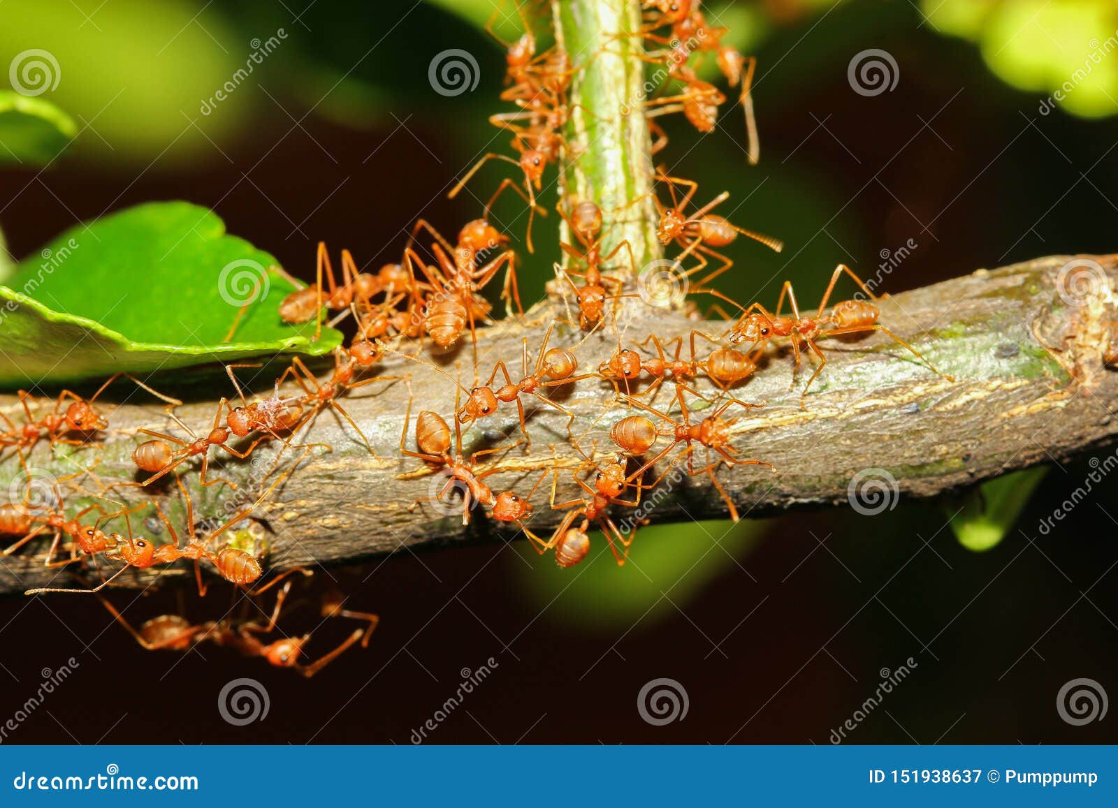 Group Red Ant on Stick Tree in Nature at Forest Thailand Stock Image ...