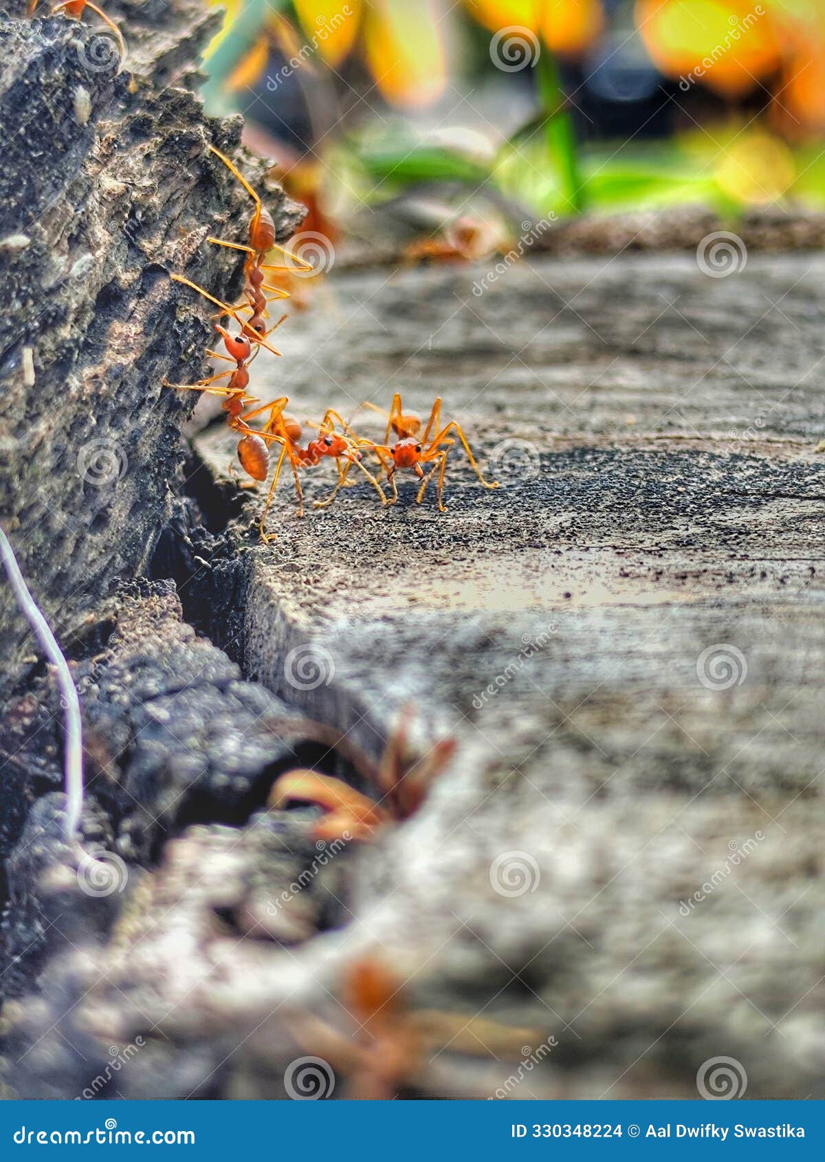 A Group of Red Ants Help Each Other in an Old Tree Stock Photo - Image ...